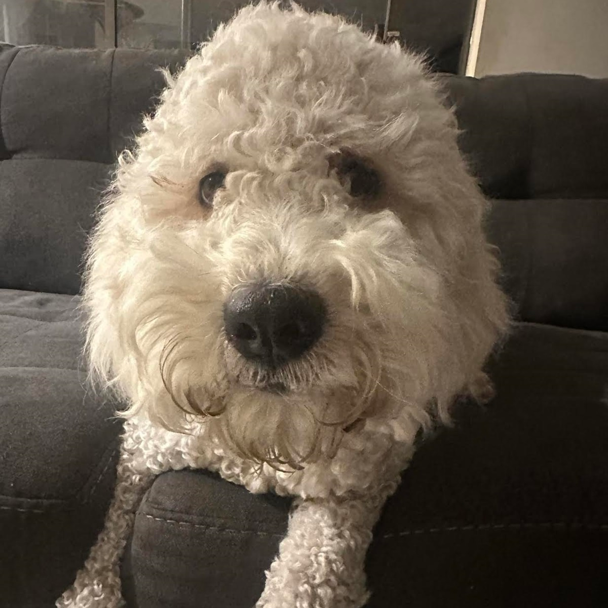 Happy Honey - Save A Dog - Poodle and Pooch Rescue of Florida