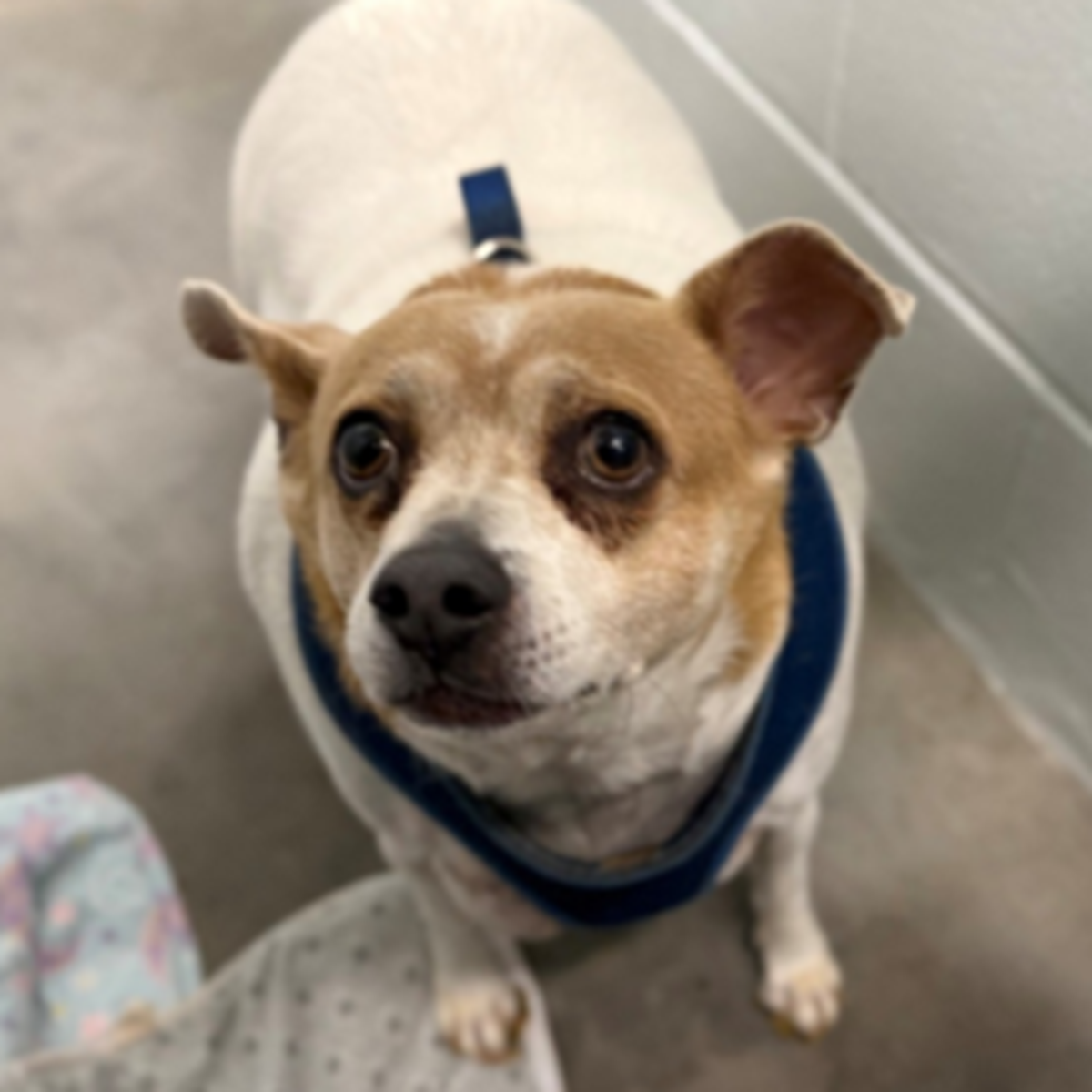 Bold Billy - Save A Dog - Poodle and Pooch Rescue of Florida