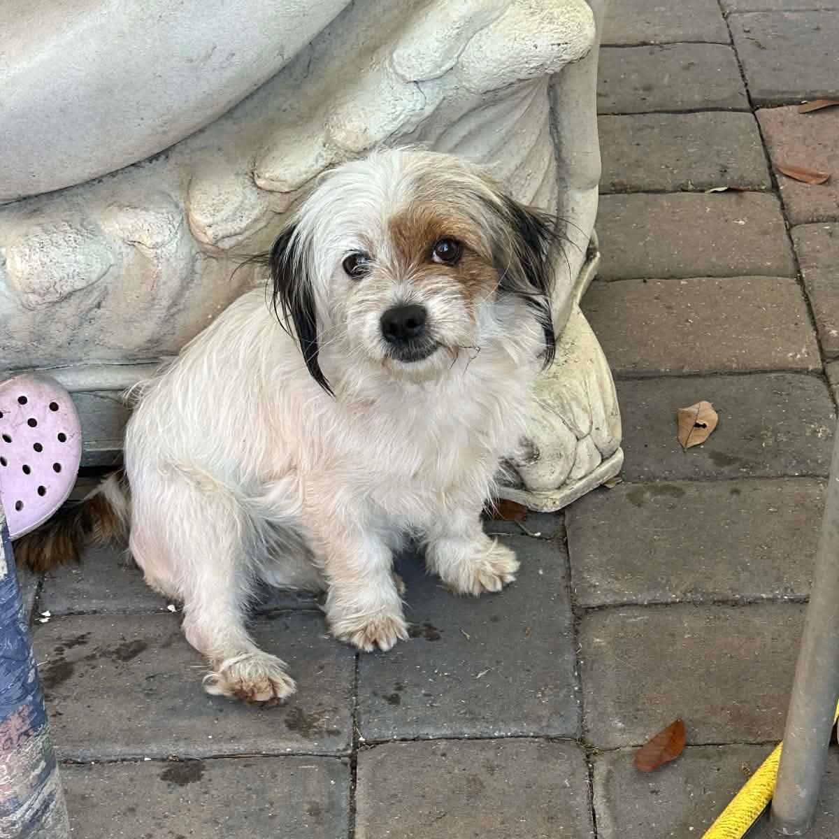 Cuddly Connie - Save A Dog - Poodle and Pooch Rescue of Florida