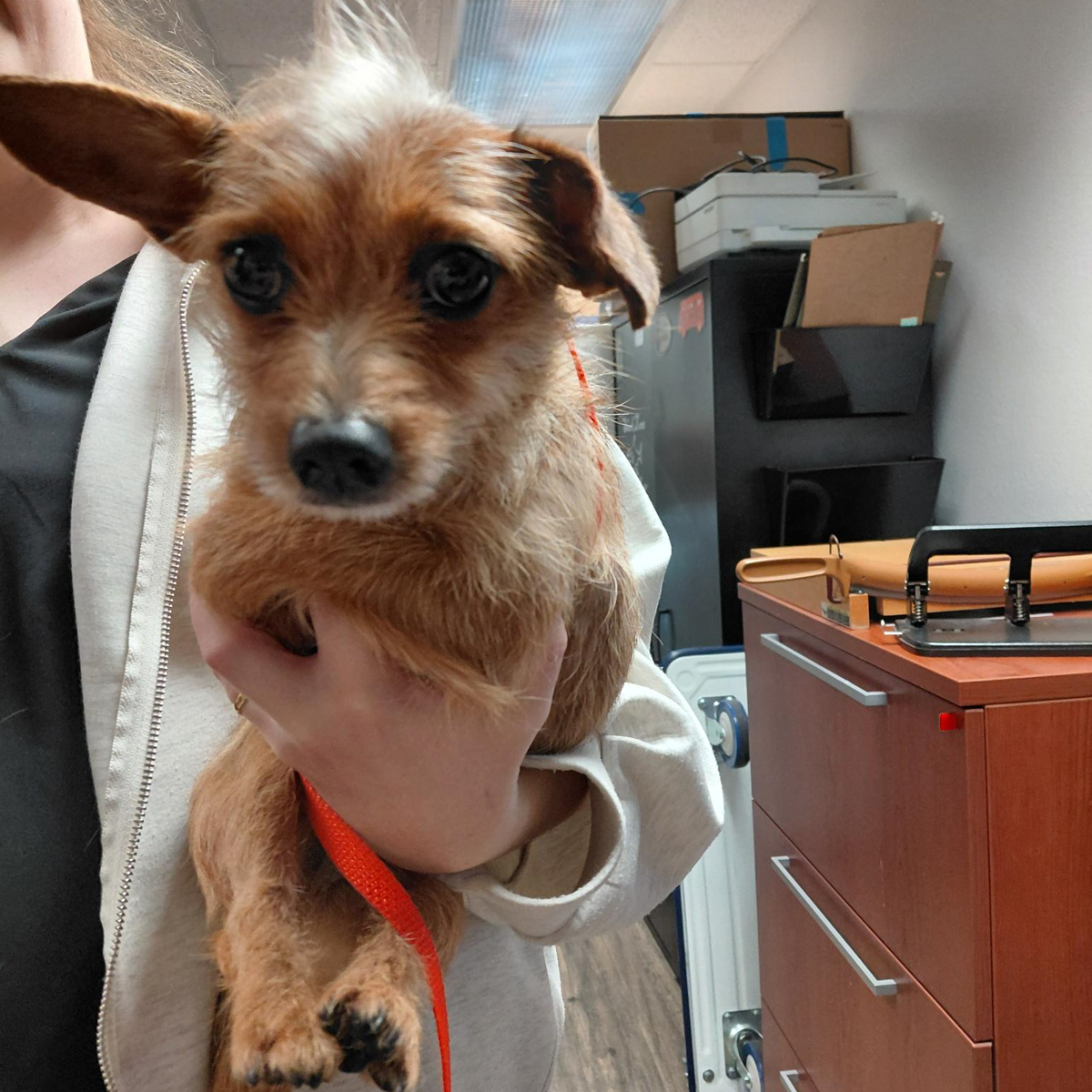 Darling Dido - Save A Dog - Poodle and Pooch Rescue of Florida