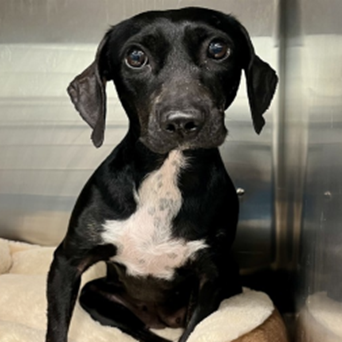 Beautiful Barbie - Save A Dog - Poodle and Pooch Rescue of Florida